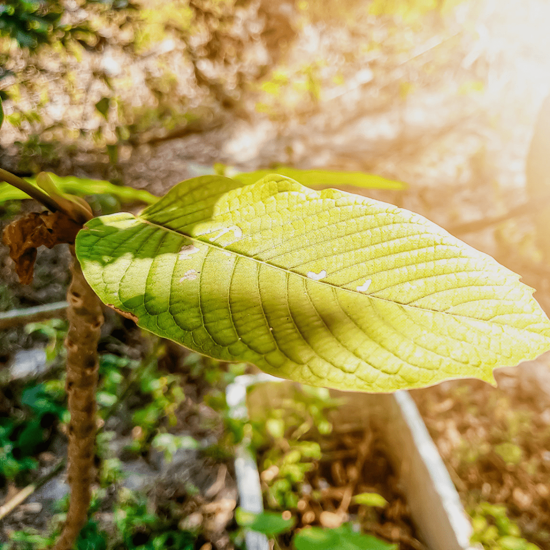 13 Strongest Kratom Strains That Our Users Love in 2023