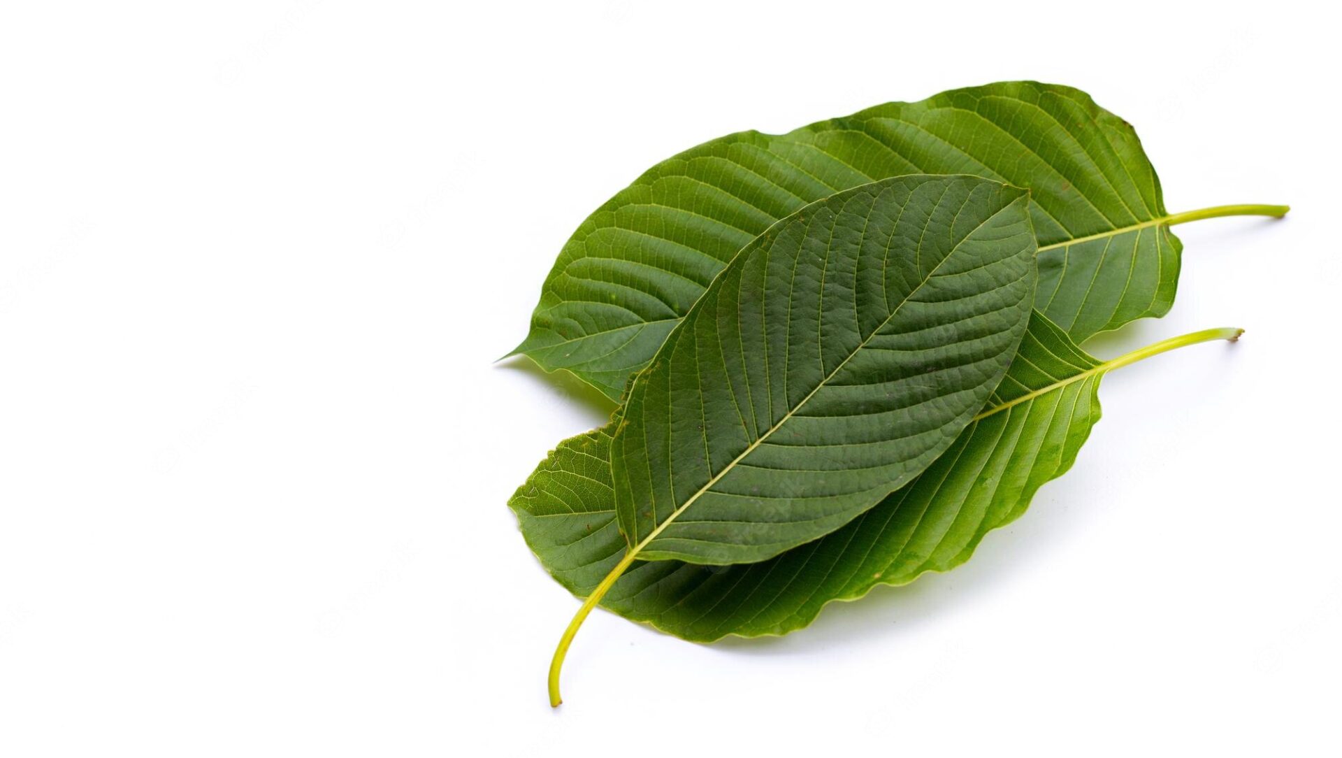 What Is Green Vietnam Kratom | Important Facts You Must know