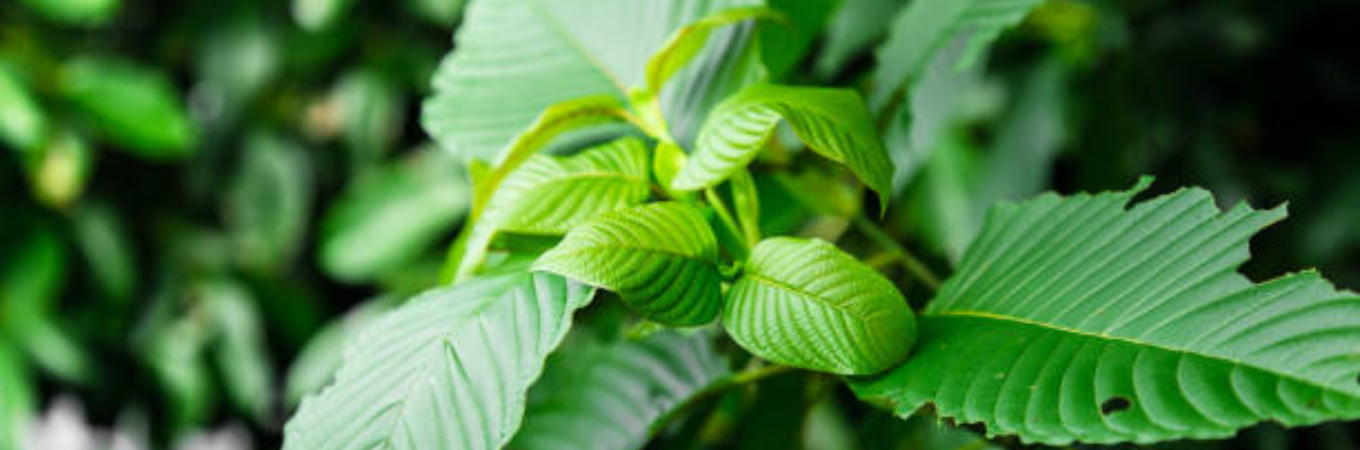 Kratom Near Me Buying Guide? Where To Buy Online & Locally? Kratom Near Me Buying Guide? Where To Buy Online & Locally?