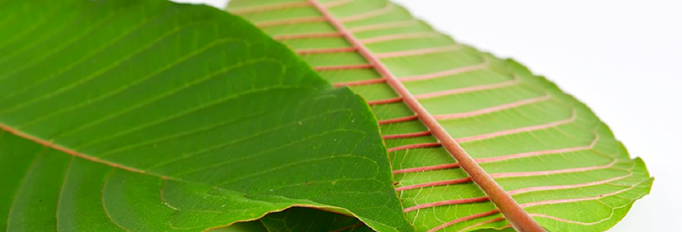 Best Kratom Strains For Older Adults | Understanding Guidelines