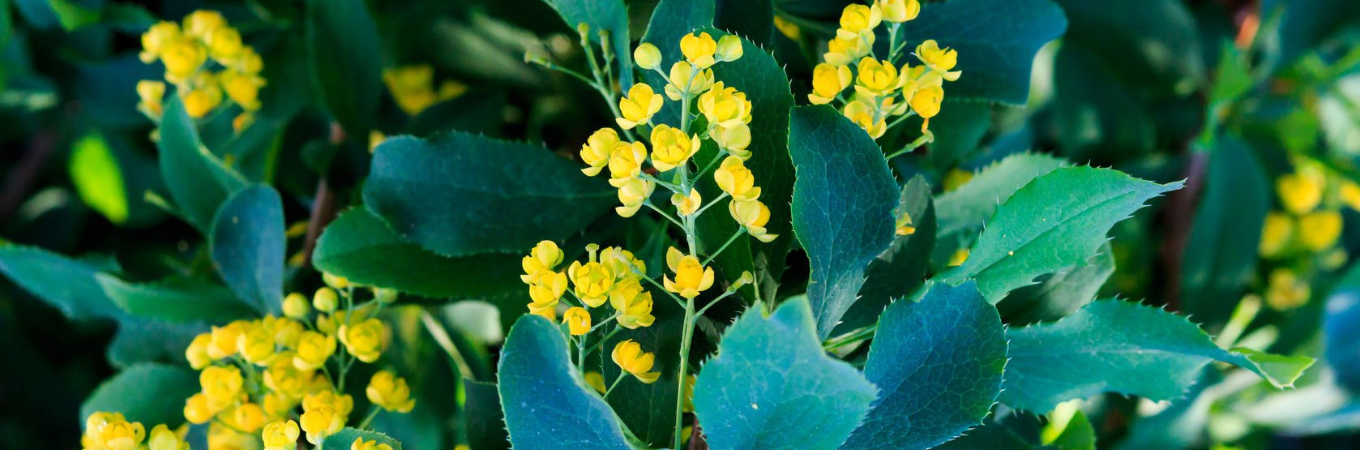 What Are Alkaloids? A Complete Guide - GRH kratom