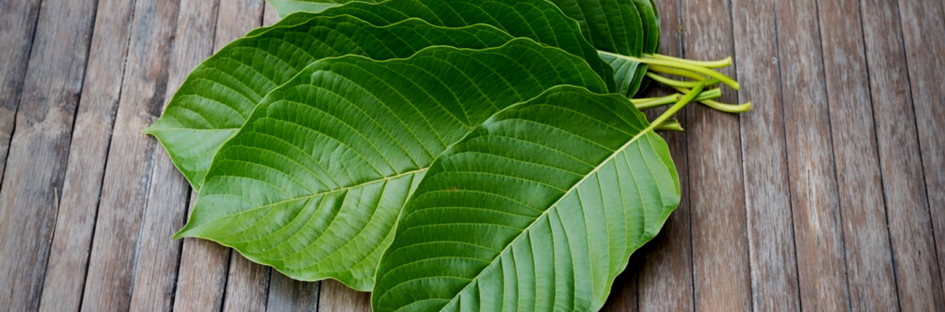 Gold Kratom Vs Green Kratom | Which Kratom Strain Is Best?
