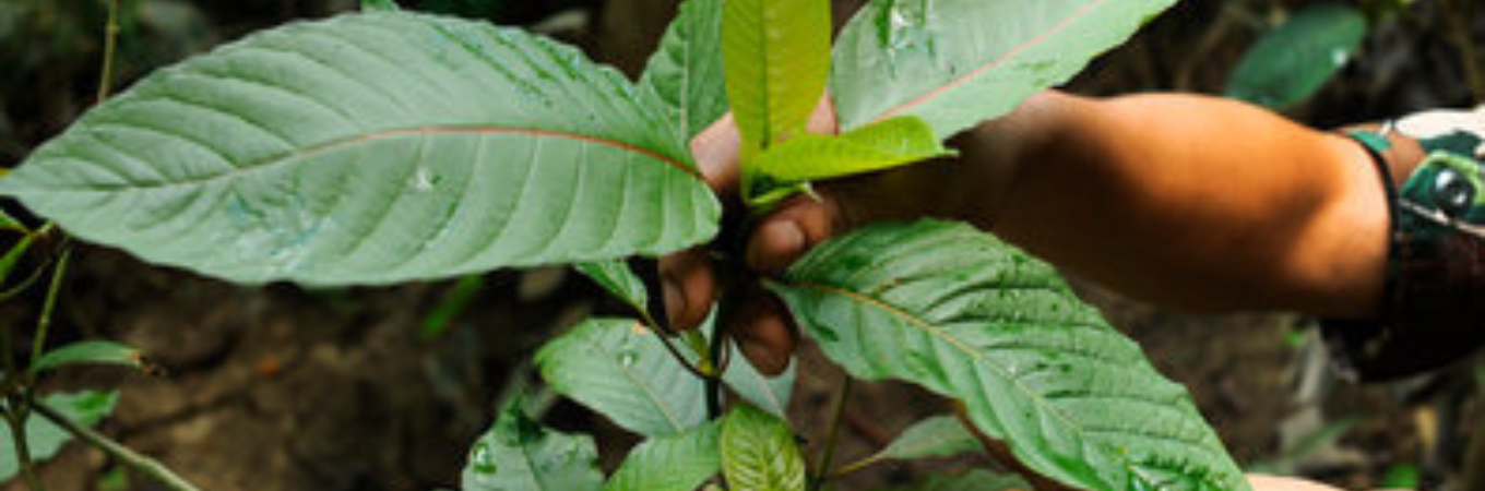 Does Kratom Expire? Know Kratom Shelf Life Tips | GRH Kratom