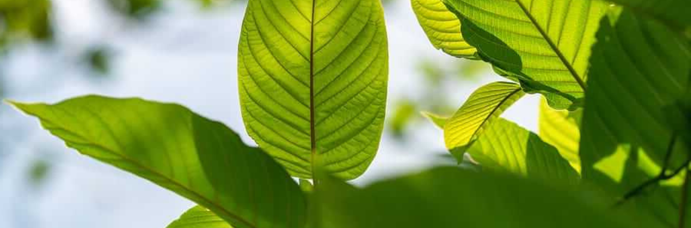 The Roots of Kratom: Exploring Key Insights - GRH kratom