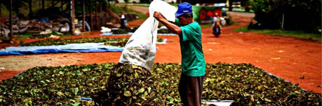 How To Dry Kratom Leaves: A Comprehensive Guide